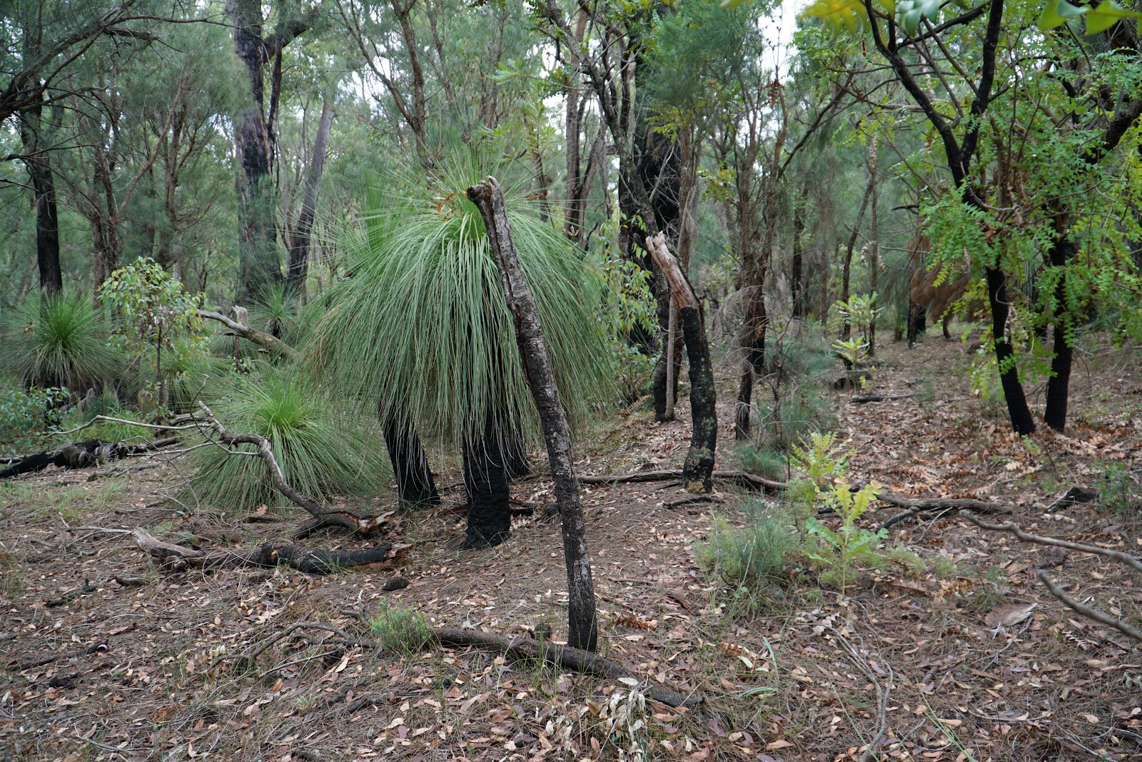 Abyssinia Rock Walk GPS Route (Jarrahdale State Forest) ~ The Long Way ...