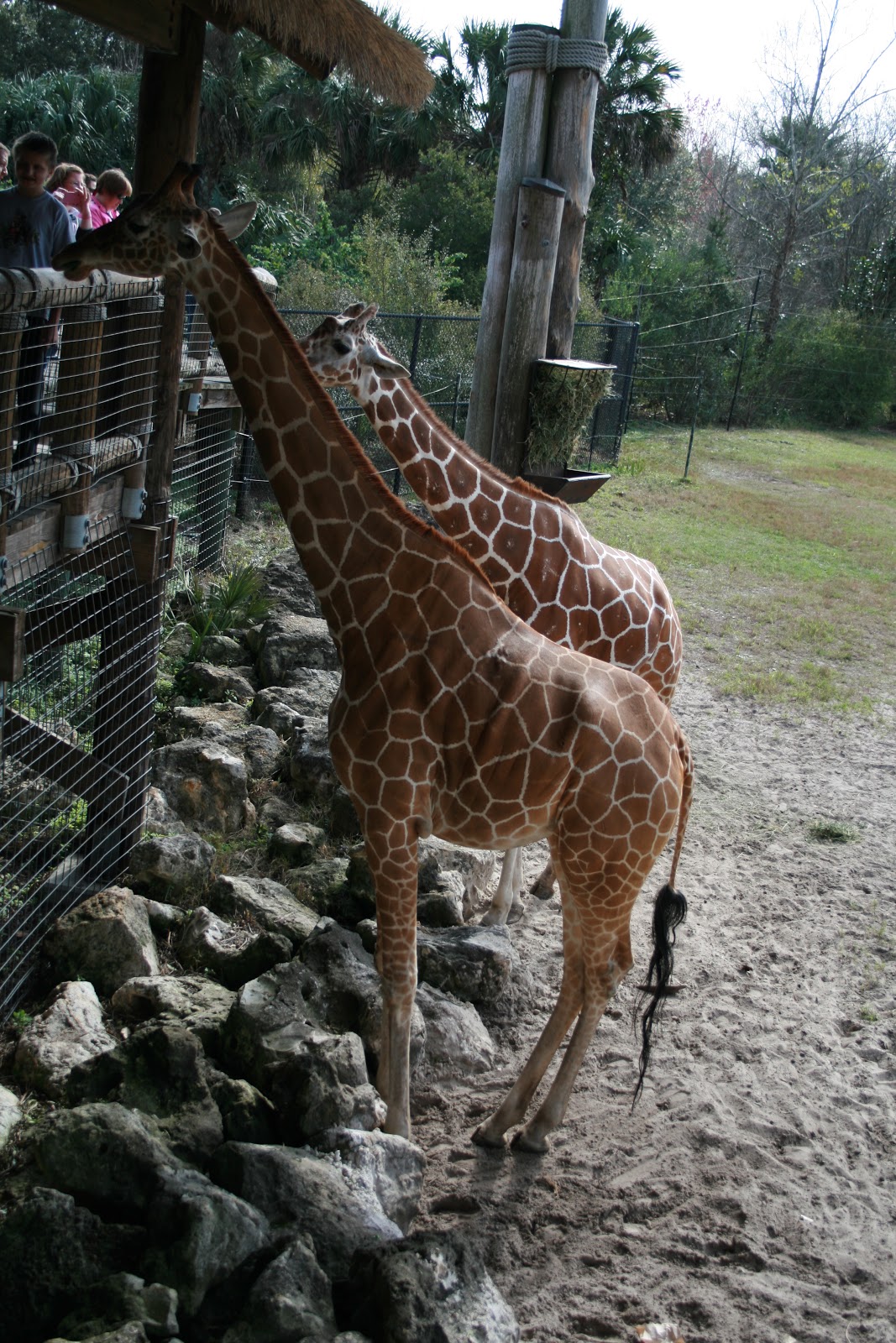 Behind the Three Point Line: The Jacksonville Zoo