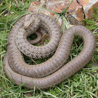 Life is short, but snakes are long: Tibetan Hot-spring Snakes