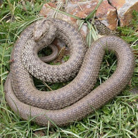 Life is short, but snakes are long: Tibetan Hot-spring Snakes