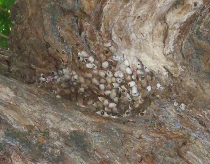 Azhinjal Tree - Nootreteeswarar Temple (Thiruvallur - Tamil Nadu) | My ...