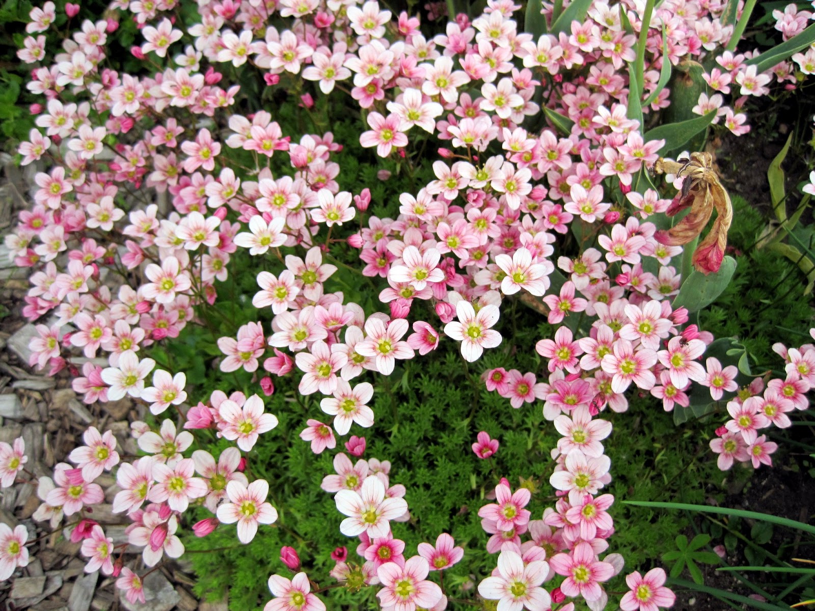 Landbohaven: Blomster billeder.