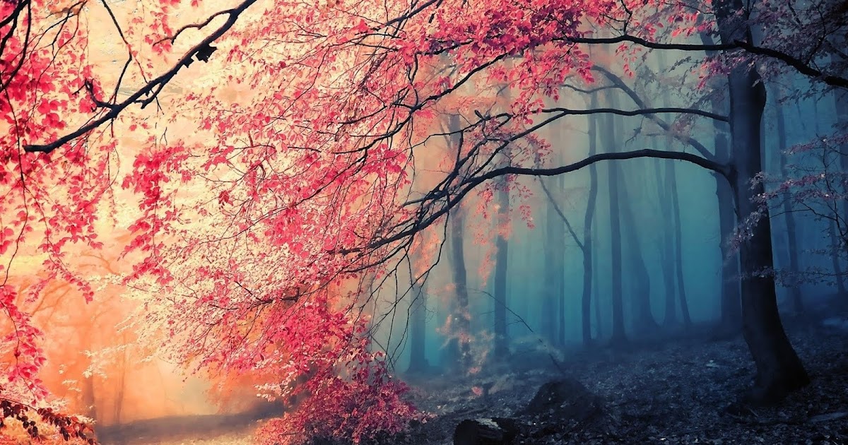 The Redemption of Sidi Ibrahim Dimson