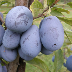 D E S L I K: Čačanská Rodna