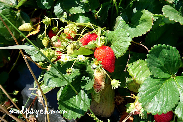 MadPsychMum | Singapore Parenting + Travel Blog: Melbourne II Day 2 ...