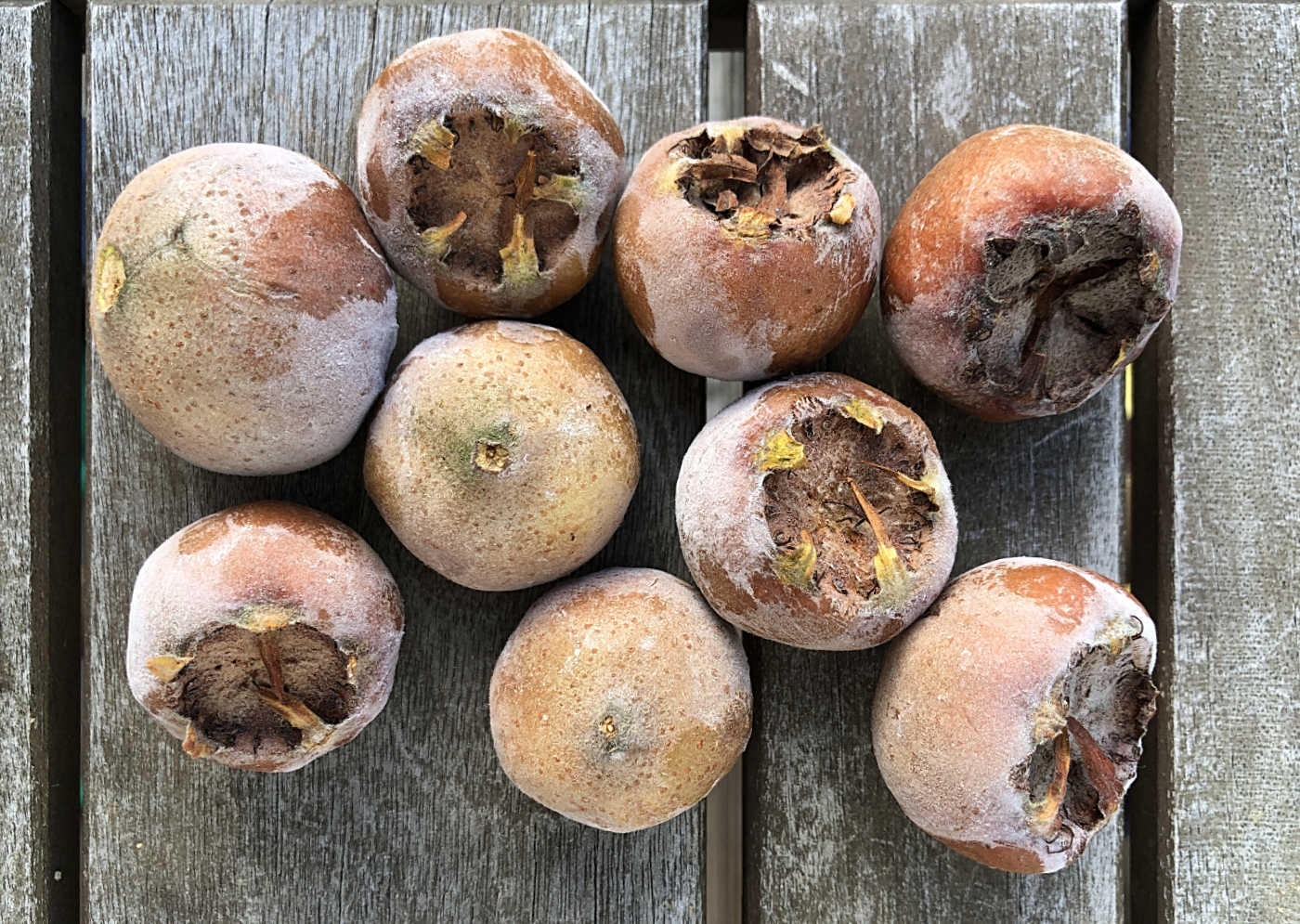 Gartenzone: Mispeln, mespilus germanicus - letzte Ernte im Jahr