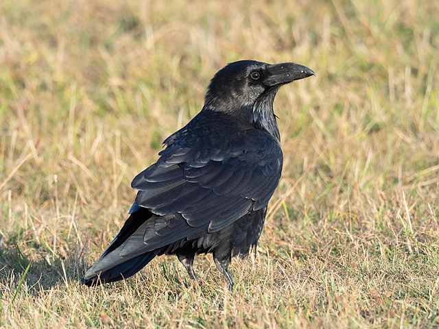 Portland Bird Observatory and Field Centre: 7th September