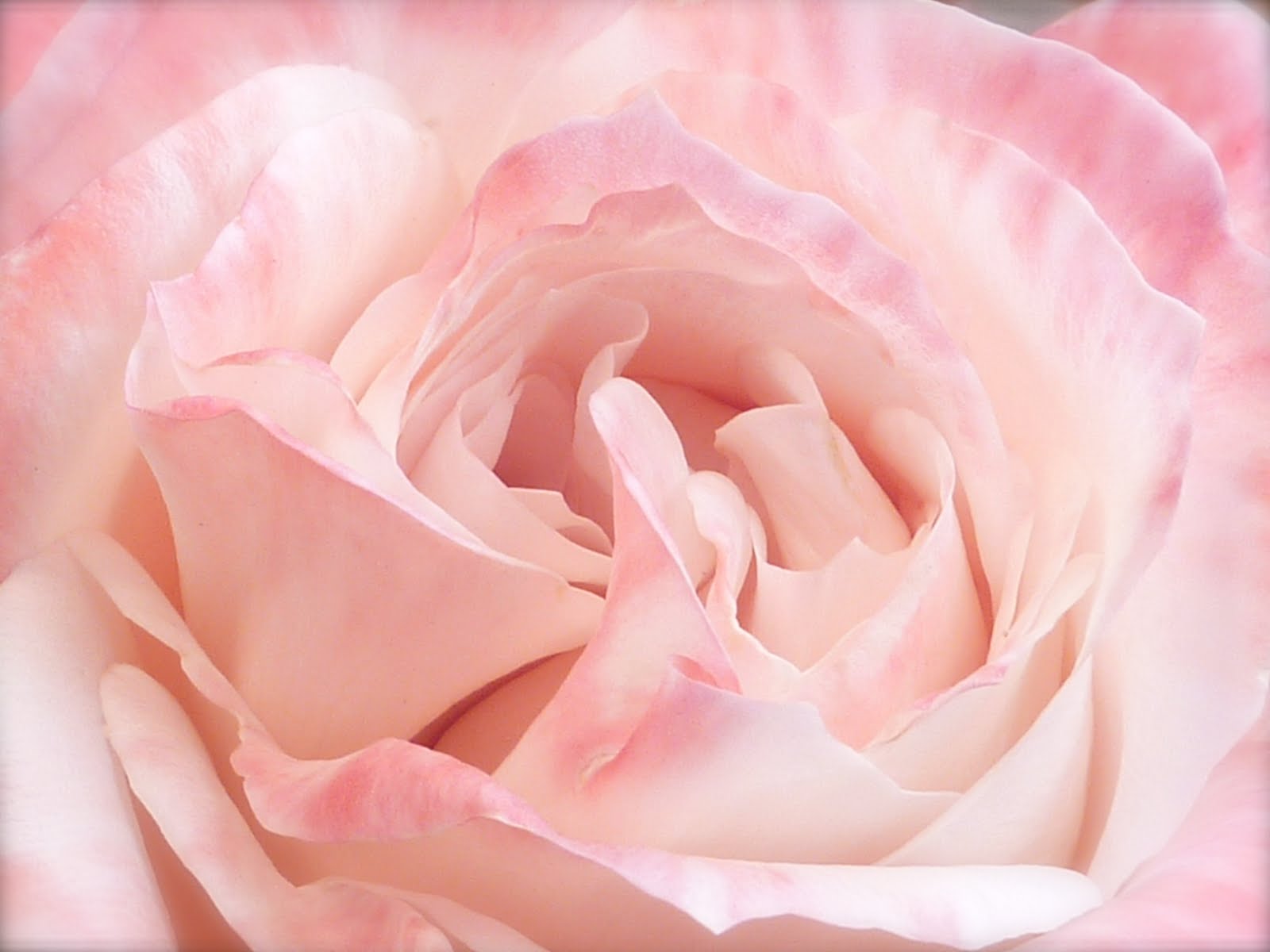 Bird's Eye View: ROSES Through My Lens