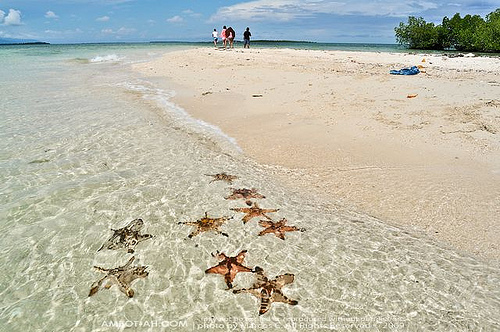 Starfish Island: Honda Bay Island Hopping - Palawan Tour Package