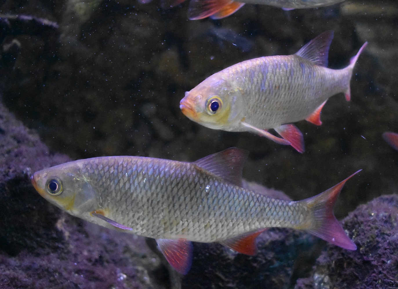 ZOOTOGRAFIANDO (5.836 ANIMALS): RUTILO / ROACH (Rutilus rutilus)