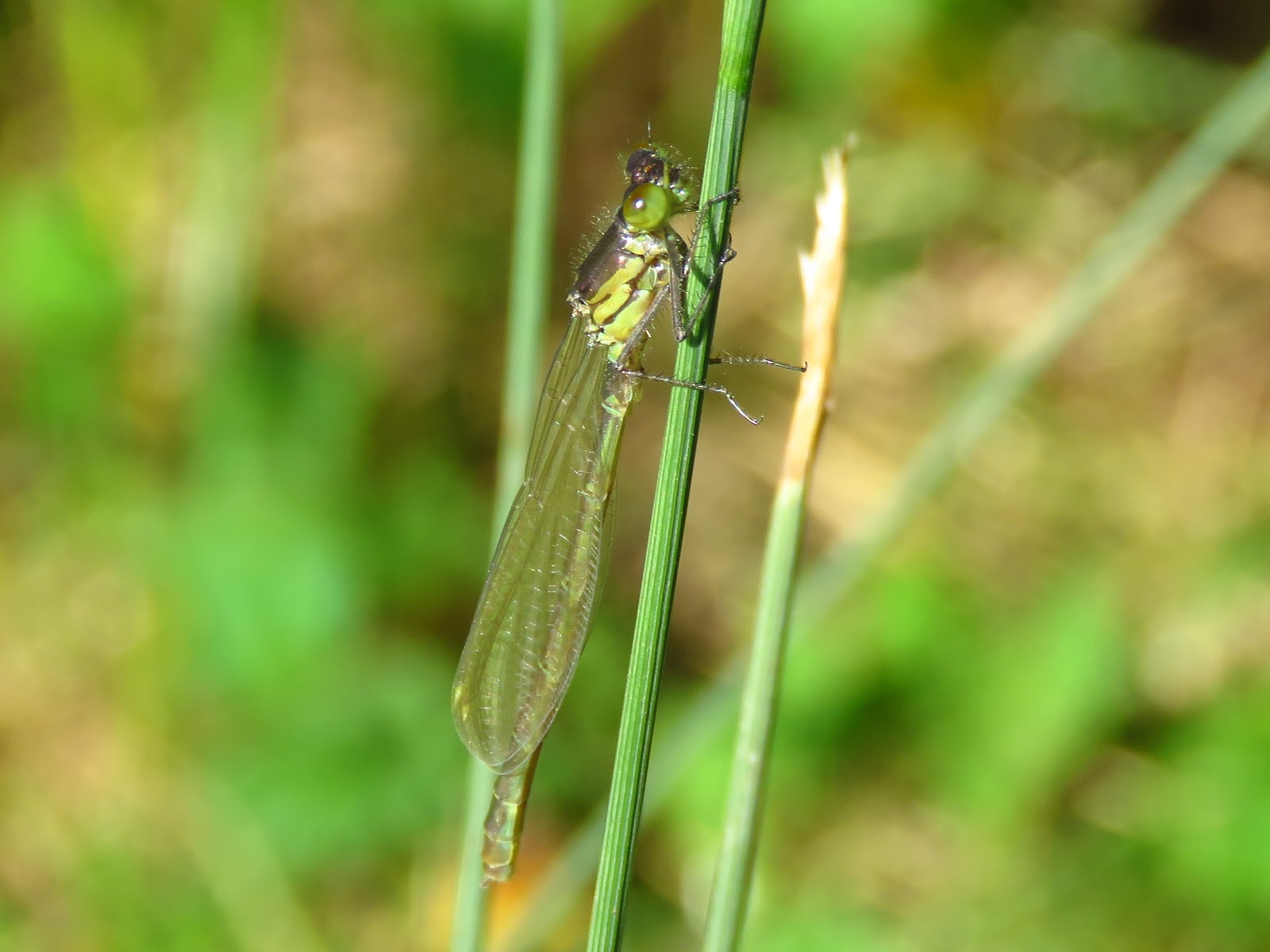 BugBlog: Hull Dragons: July summary