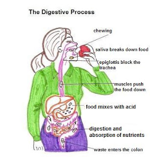 Fitness Guru: Article # 53. Why Is Digestion Important?