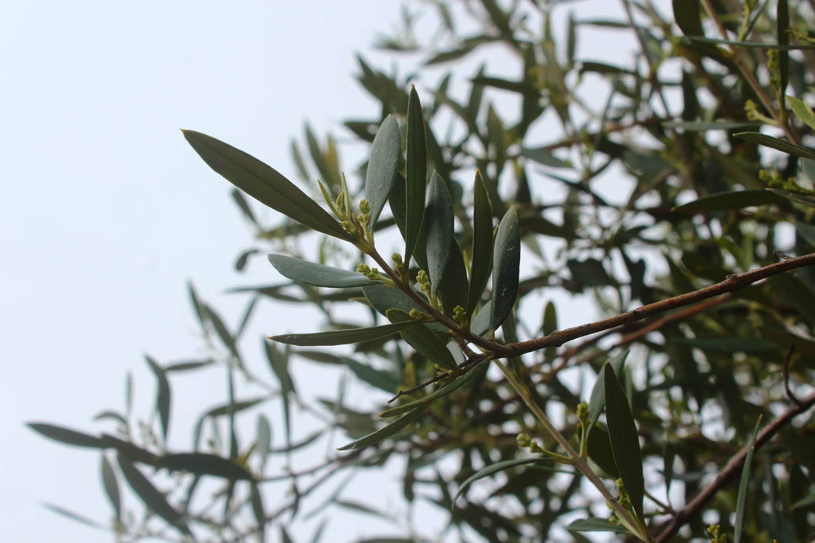 NEWS MESSINIA - ΜΕΣΣΗΝΙΑΚΑ ΝΕΑ και ΕΙΔΗΣΕΙΣ: ΧΩΡΑ & COSTA NAVARINO ...