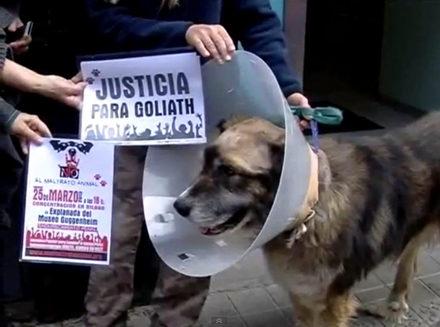 NOBLE GALGO: GOLIATH, el perro apaleado en Portugalete, ya de alta ...