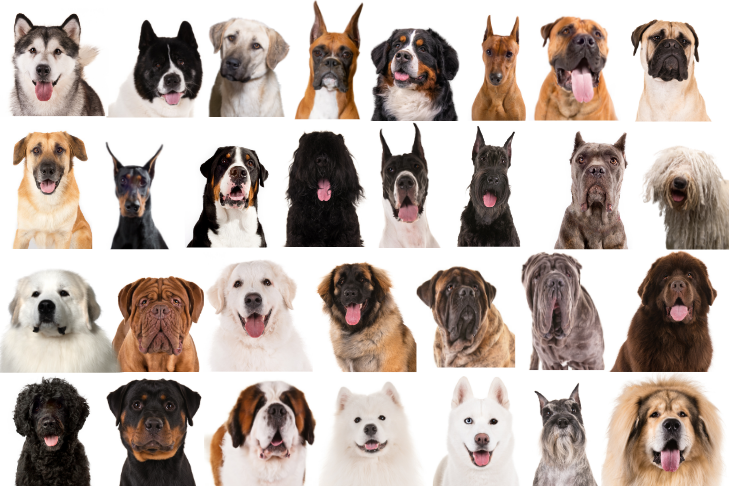 Nenweonline University THE ECONOMIC AND SOCIAL IMPORTANCE OF DOGS DURING THIS LOCKDOWN By nenweonline-university-the-economic-and-social-importance-of-dogs-during-this-lockdown-by