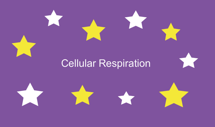 Download Animated Cellular Respiration Gif Images - Sweet Potato Cooking