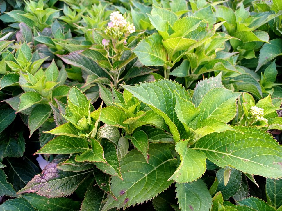 Future Plants by Randy Stewart: Hydrangea - Other Species