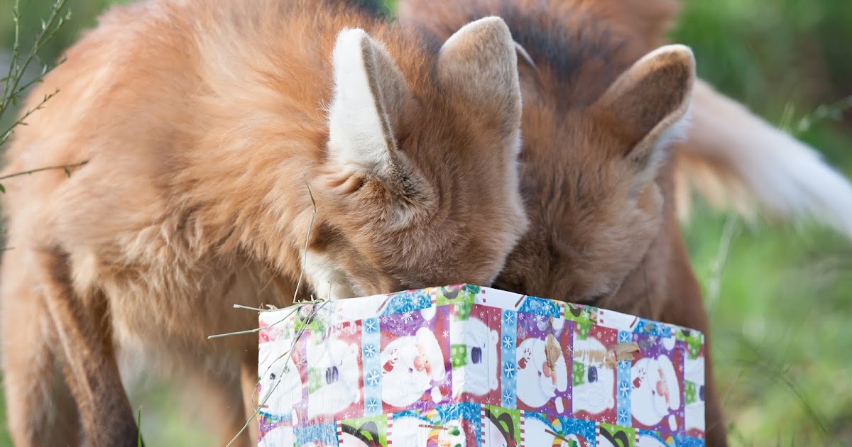 Woodland Park Zoo Blog