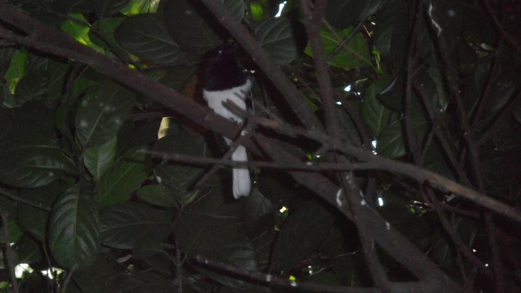 Oriental magpie robin bird pictures - Anipet Plants Gallery