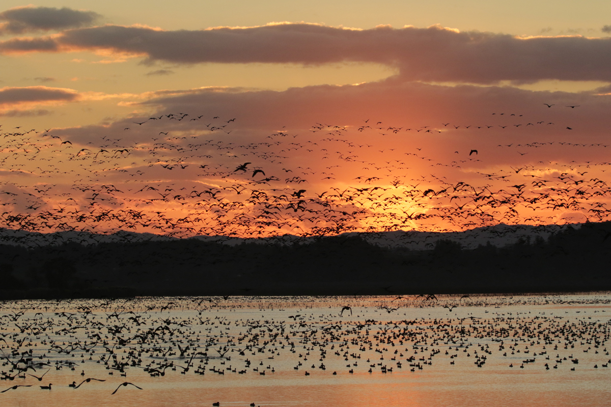 BIRDING - Kyoto, Kansai and Japan: Chasing geese in Miyagi