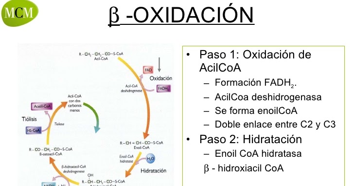 Beta oxidación, importancia de la carnitina, descubrimiento ...