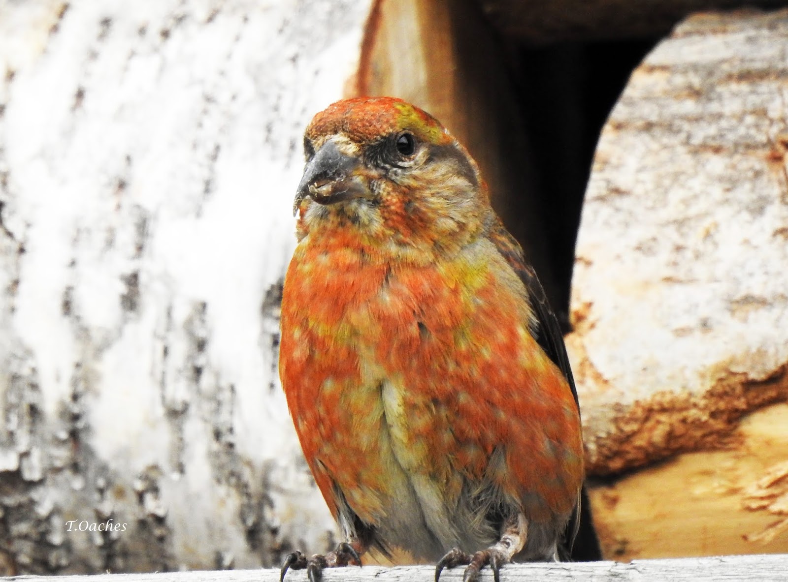 PASARI DIN ROMANIA: FORFECUTA (1), Loxia curvirostra