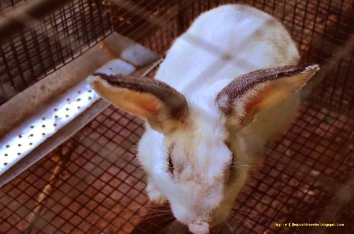 The Robby Rabbitry Farm Part 1 - The Daily Posh | A lifestyle and ...