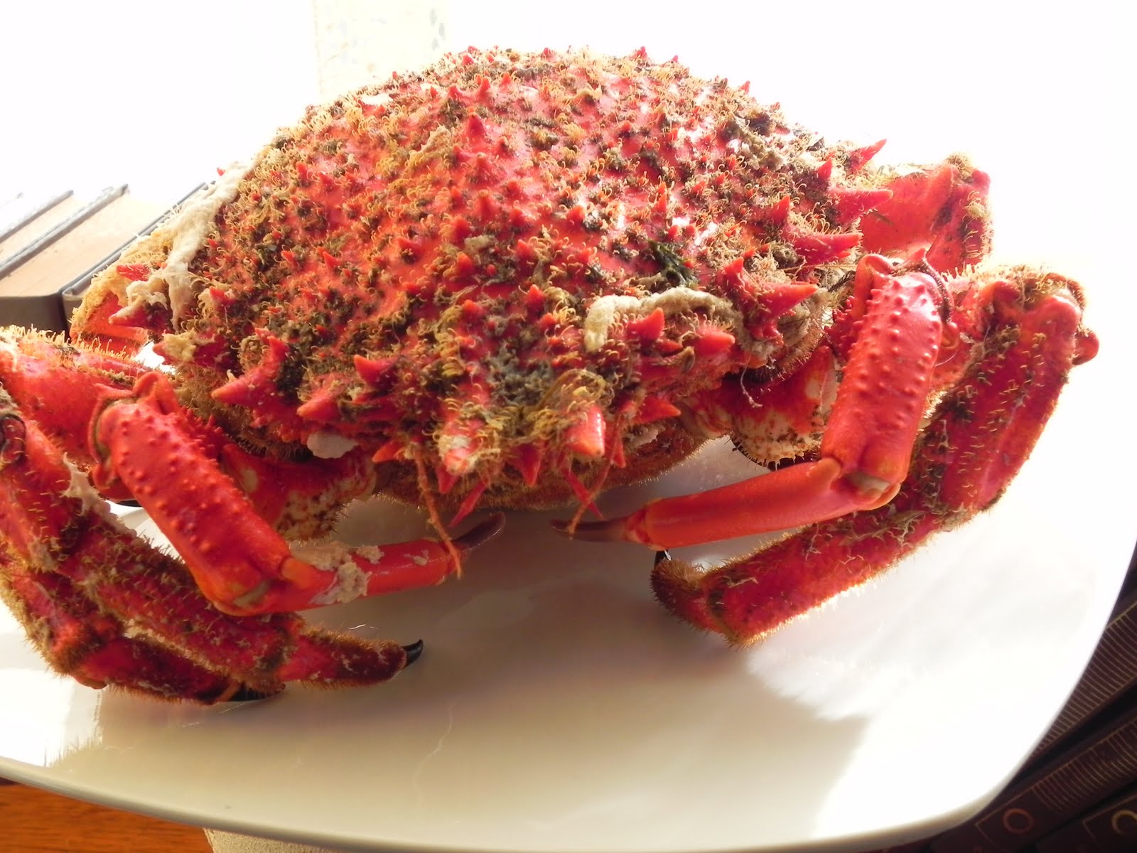 Bienvenido "A Rañada": Centolla