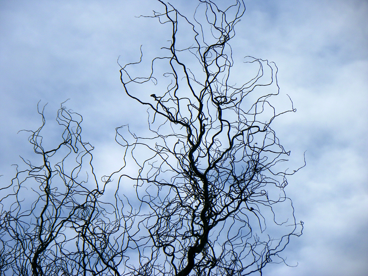 Wanderin' Weeta (With Waterfowl and Weeds): 01/01/2013 - 02/01/2013