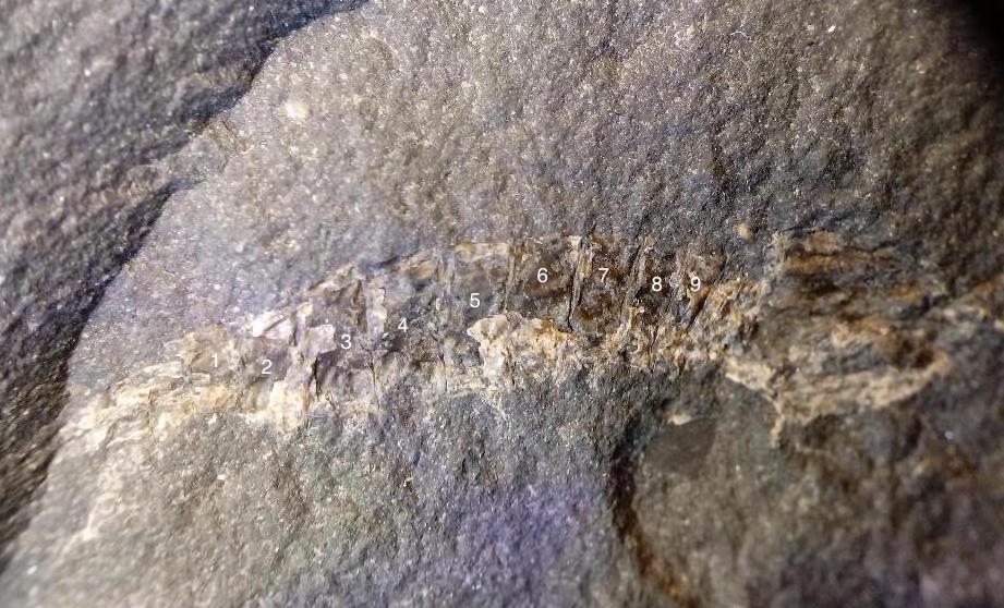 A rare find in the Pennsylvanian Black Shales