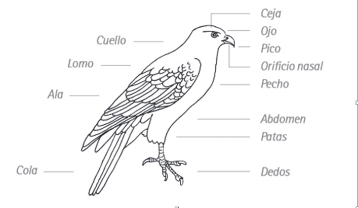 Escuela 315 Malvina Soledad Bariloche: 4to TM - Aves