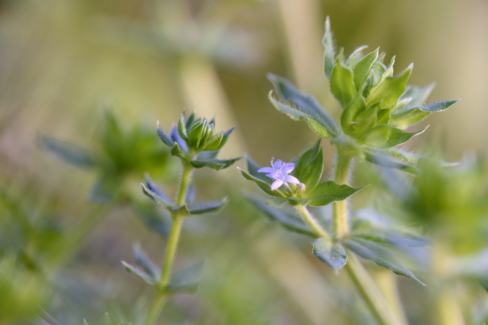 plantenwandeling: Blauw walstro