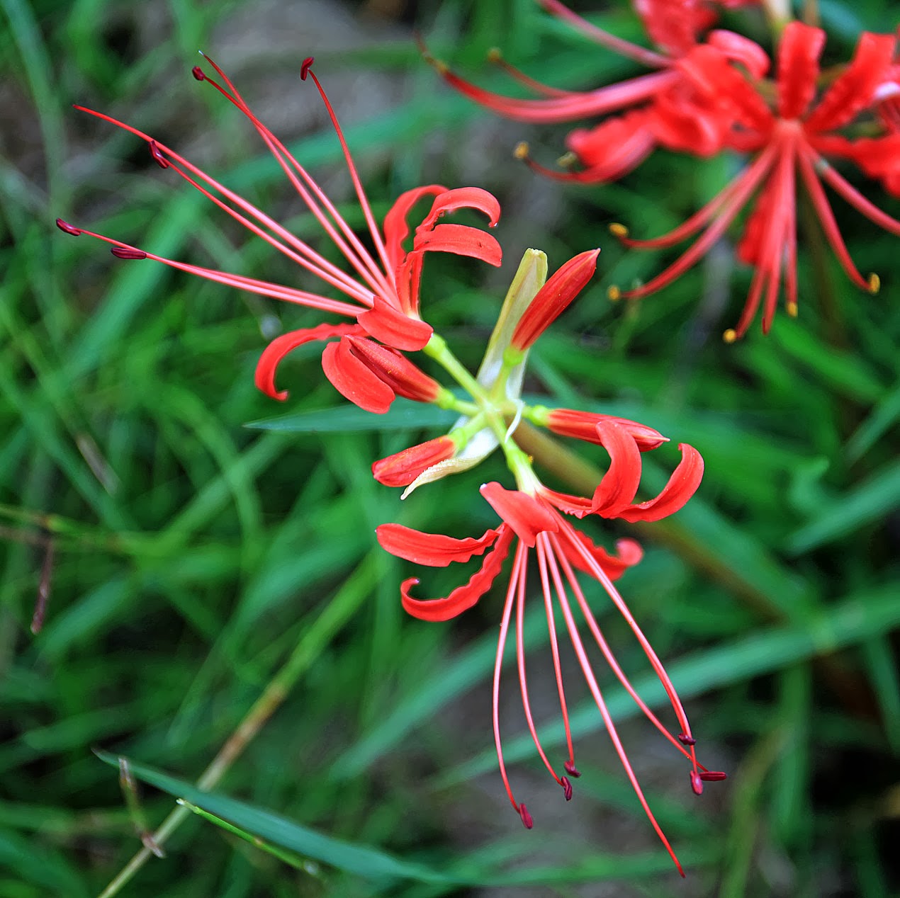 Southern Lagniappe: The Elusive Spider Lilies
