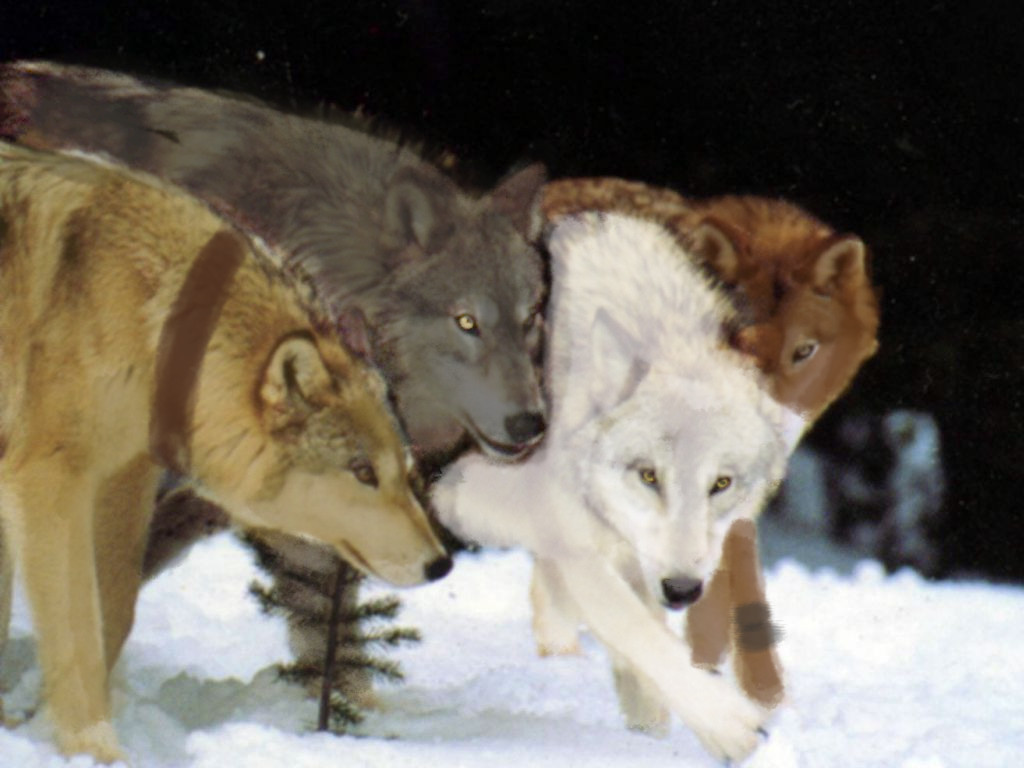 D-T.O.D.O.: Wolf´s Rain