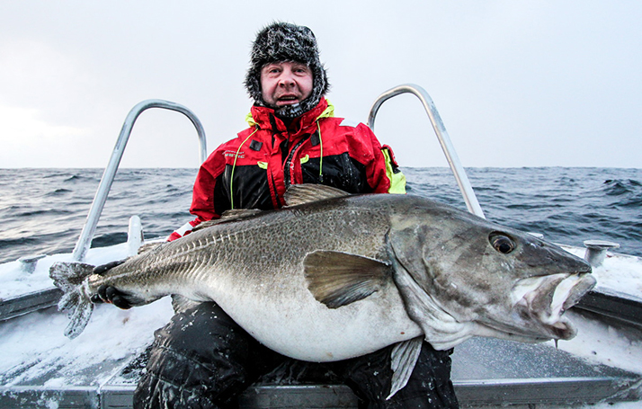 International Fishing News: NORWAY: giant cod fishing off Sørøya