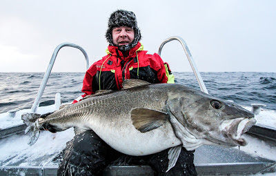 International Fishing News: NORWAY: giant cod fishing off Sørøya