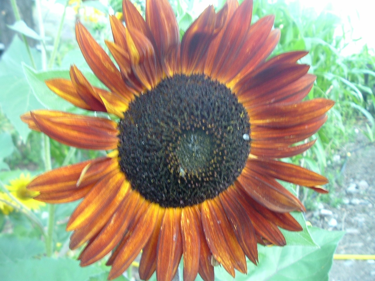 The Edible Garden: Seedy Saturday