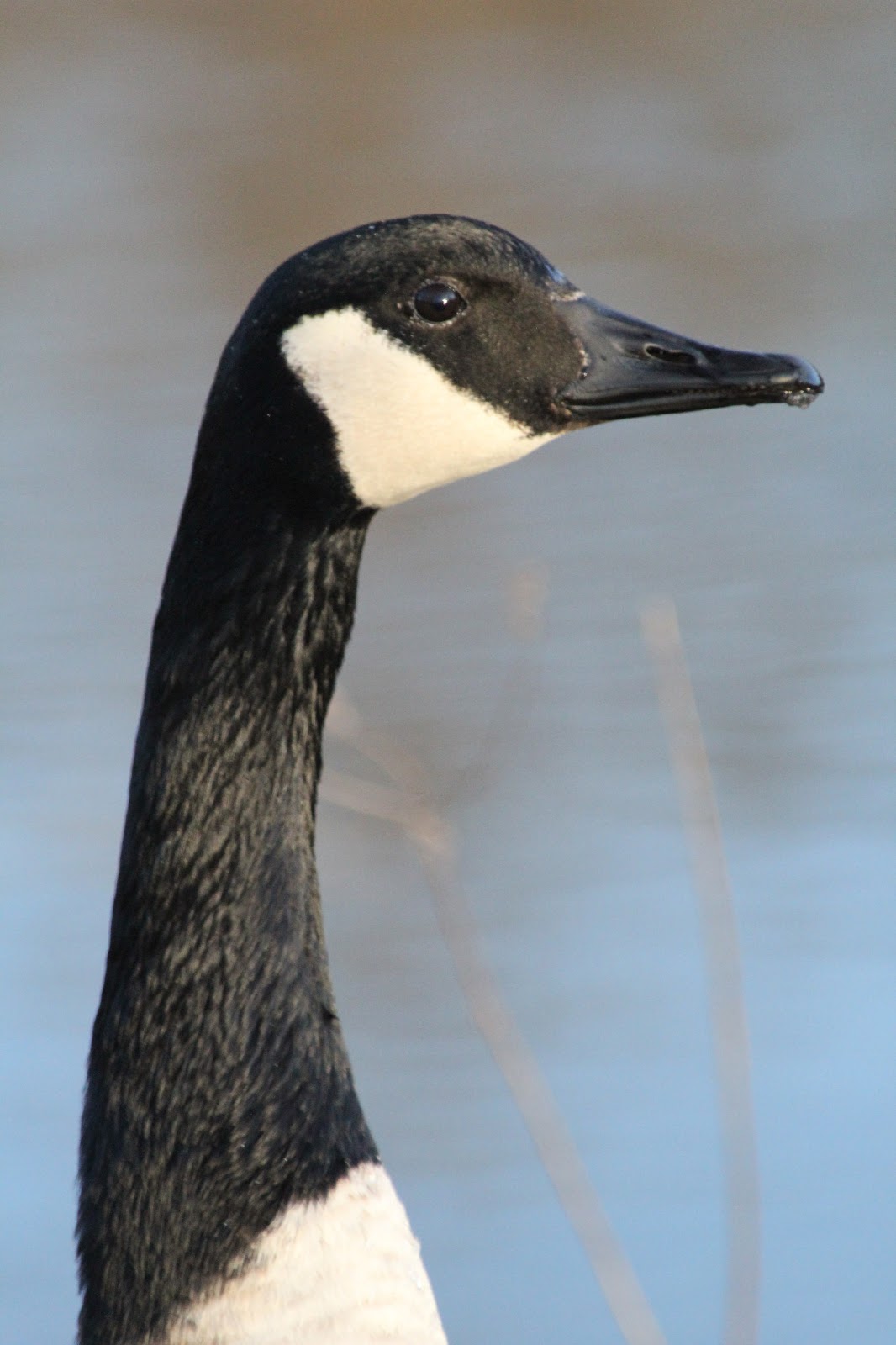 Isabella Conservation District Environmental Education Program: What's ...