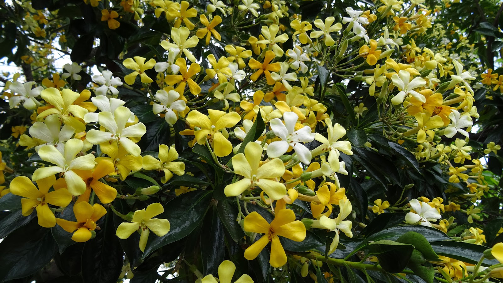 MAP: MELBOURNE STREET TREES 50 - NATIVE FRANGIPANI