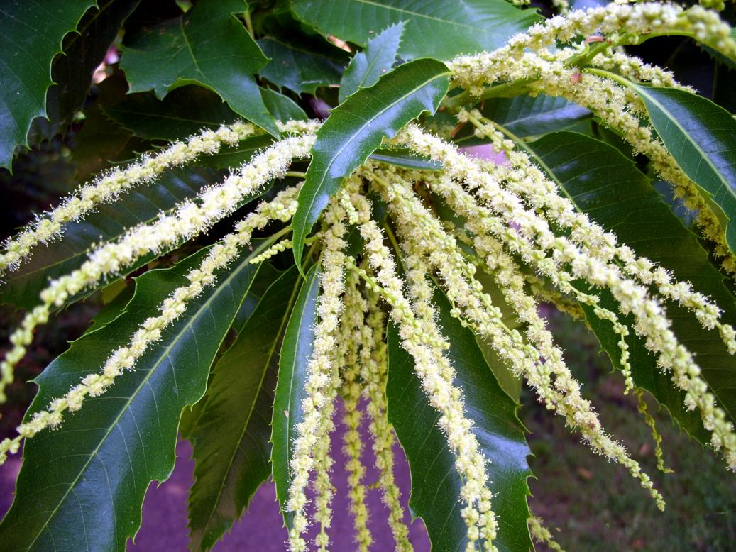 PhyloBotanist: Botany picture #103: Castanea sativa