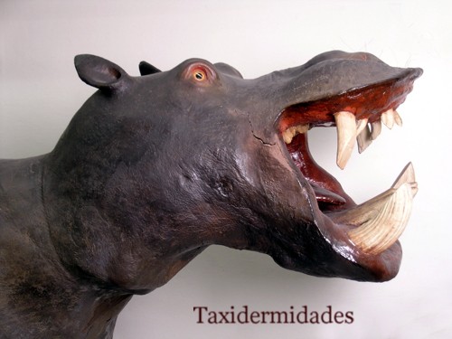 Algunos de los animales disecados más antiguos que se conservan ...