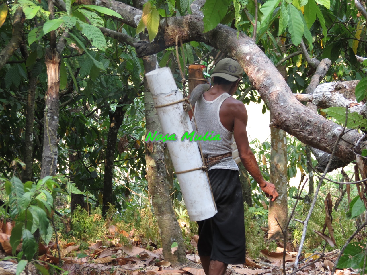 warna warni hidupku..............: Pokok Kabung / Aren
