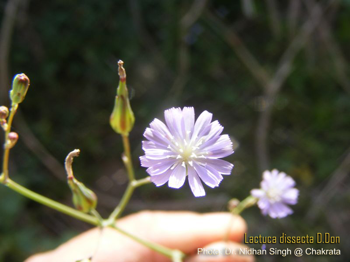 Medicinal Plants: Lactuca dissecta