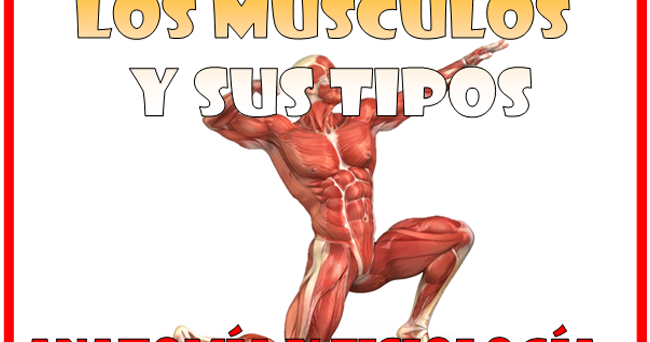 Los músculos y sus tipos [Anatomía y Fisiología] ~ Optifutura