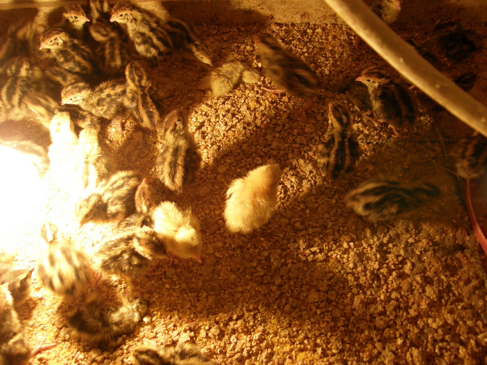 Ferma de prepelite Falticeni: Foto