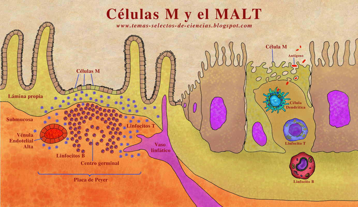 Órganos secundarios del Sistema Inmunitario