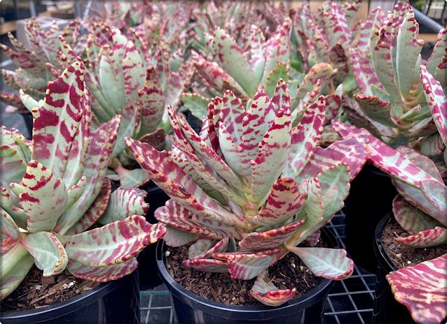 Kalanchoe humilis