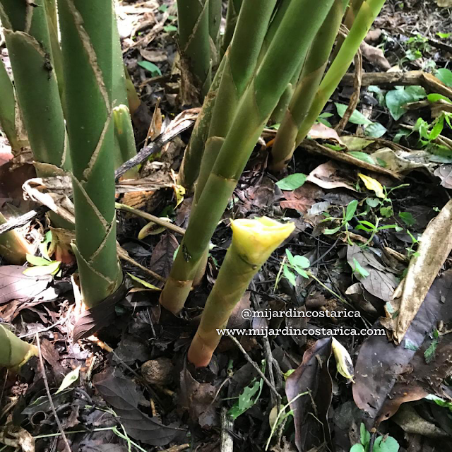 Jengibre de Colmena o Flor de Maraca (Zingiber Spectabile) - "Mi Jardín ...
