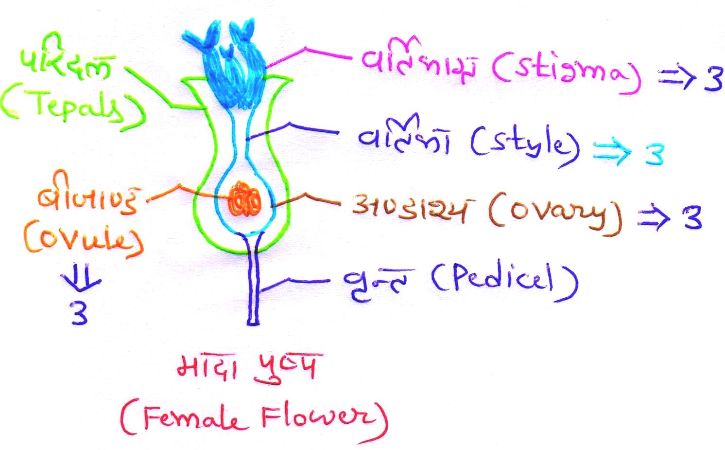 Castor Crop Improvement