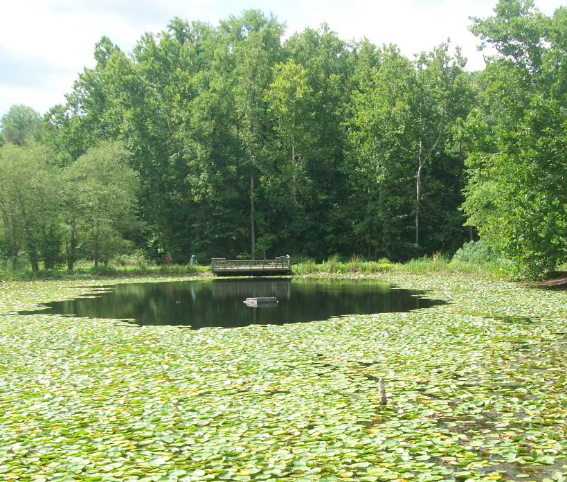 Faith, Hope, and Publication: STUDY IN SUMMER: WALNEY POND